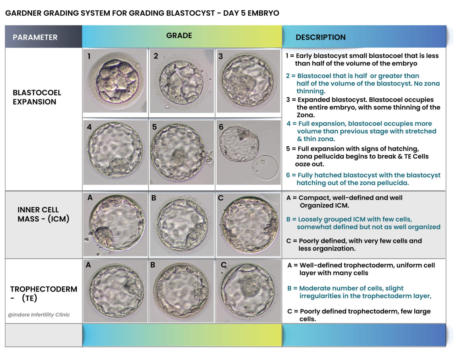 A Patient’s Guide to Embryo Grading - How Good Are My Embryos?