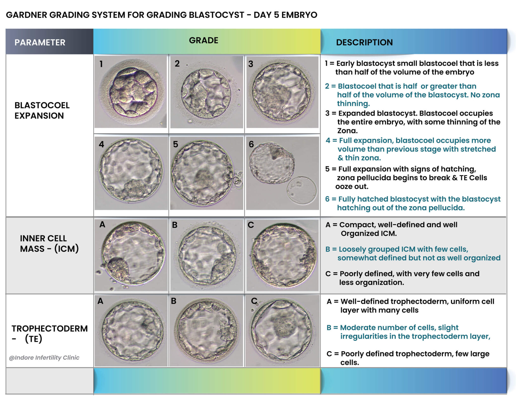 A Patient’s Guide to Embryo Grading - How Good Are My Embryos?