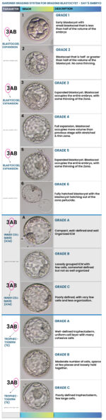 A Patient’s Guide to Embryo Grading - How Good Are My Embryos?